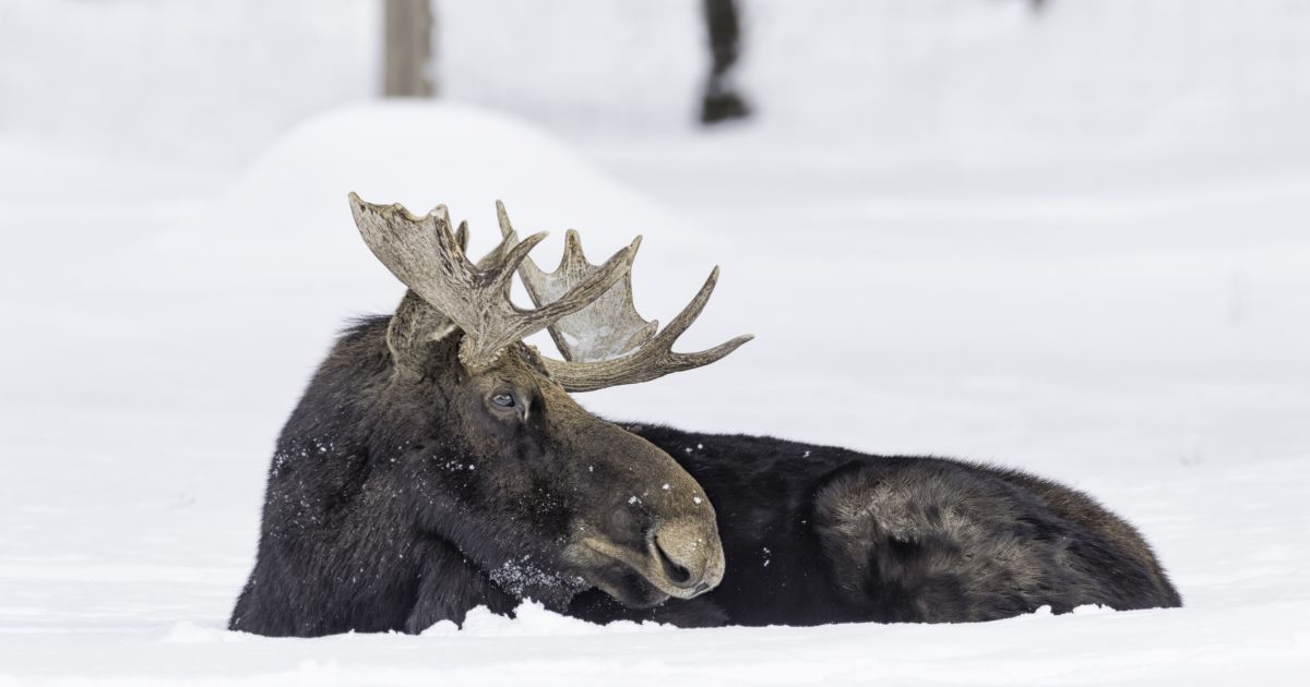 Celebrating 5 years of MOOSE | Scandinavian CRO